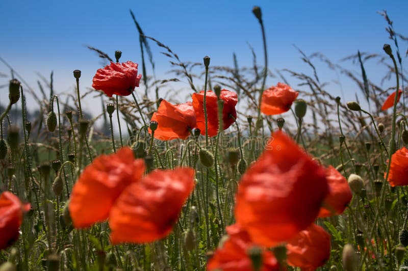 Corn poppy stock image. Image of seed, grassland, grass - 10790031