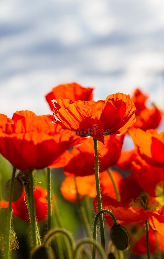 Corn poppy stock image. Image of countryside, grow, land - 24705361