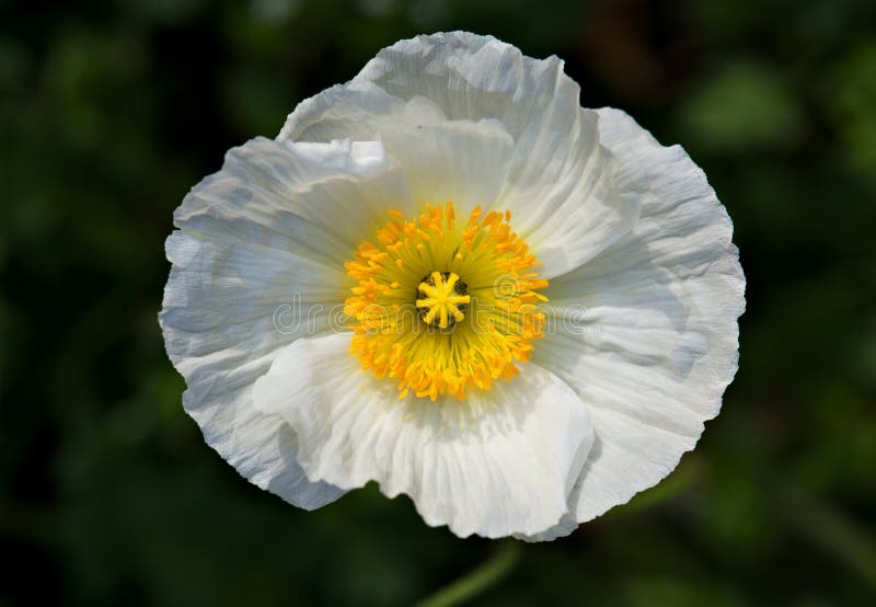 Opium Poppy with Pink Flowers Stock Image - Image of somniferum, field ...