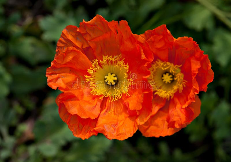 Corn poppy stock image. Image of papaver, fineart, wild - 24831253