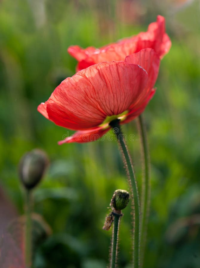 Corn poppy stock image. Image of nature, natural, outdoors - 24831269