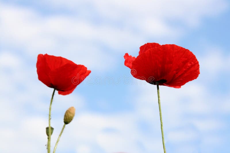 Corn poppy stock photo. Image of canola, bluebottle, colored - 2564624