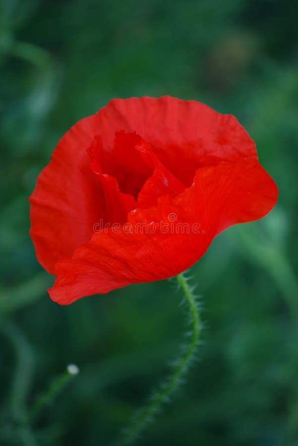 Corn poppy stock image. Image of nature, oriental, corn - 29222953