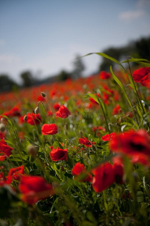 Corn Poppy stock image. Image of nice, color, blue, meadow - 29249721