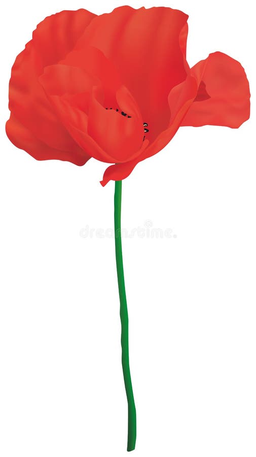 Corn Poppy Illustration (Papaver Rhoeas) Stock Illustration ...