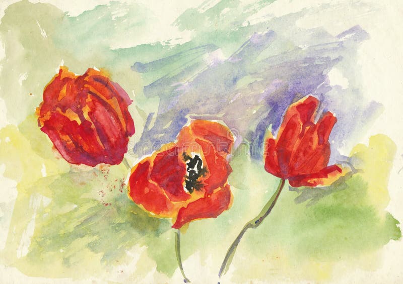 Corn Poppy Illustration (Papaver Rhoeas) Stock Illustration ...