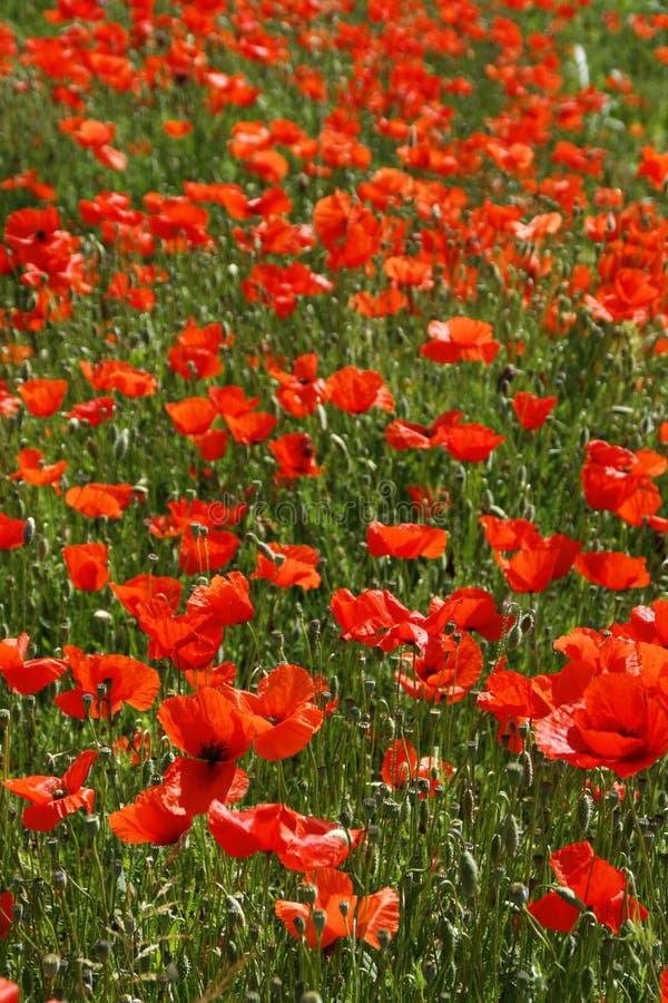 Corn poppy stock photo. Image of italy, poppy, bloom, summer - 9809674