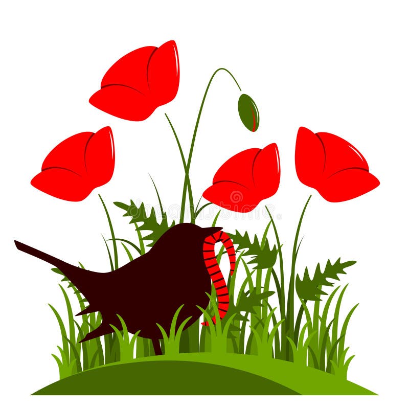 Corn Poppy Illustration (Papaver Rhoeas) Stock Illustration ...