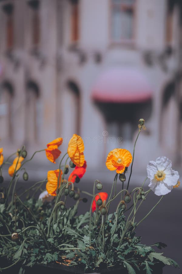 The Corn Poppy beside the Bridge Stock Photo - Image of background ...