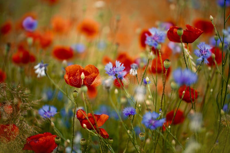 Red Corn Poppy Flowers stock photo. Image of plants, color - 19915136