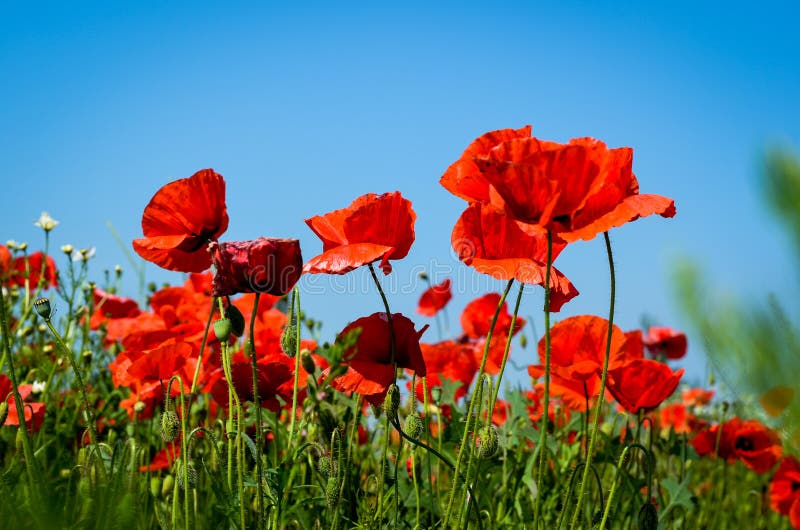 Corn poppy field stock photo. Image of flower, color - 34192840