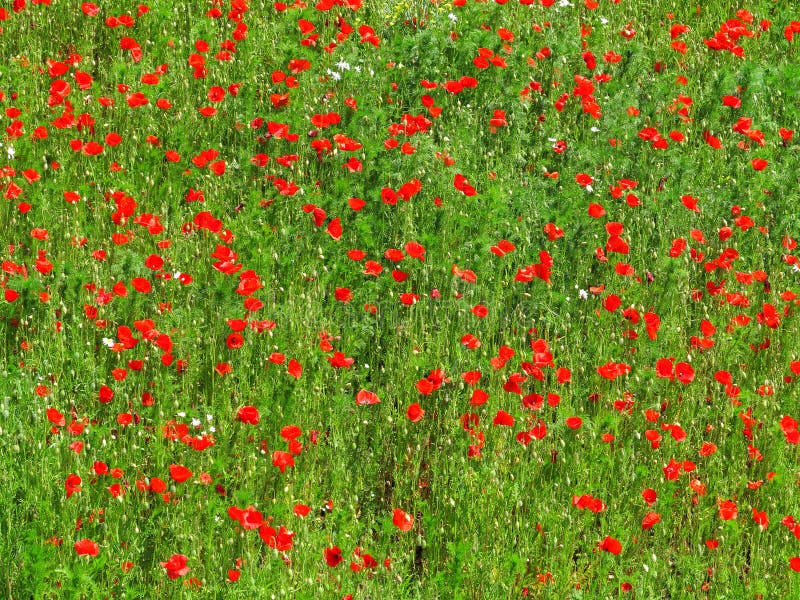 Corn Poppies Vivid Red Bloom in Bright Green Grain Field Stock Photo ...