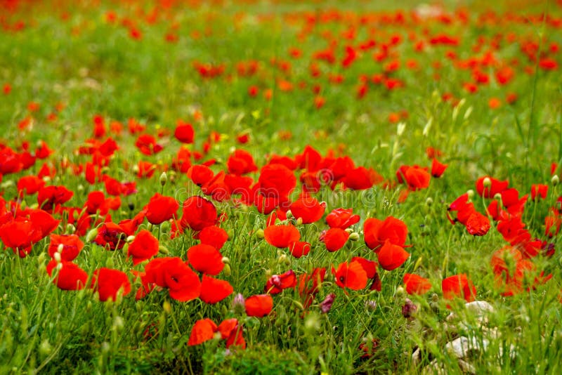 Corn-Poppy Flower stock vector. Illustration of corn, vector - 2624649