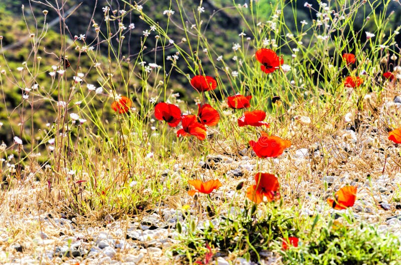 Corn poppy stock image. Image of colored, flowerbed, herb - 81839383