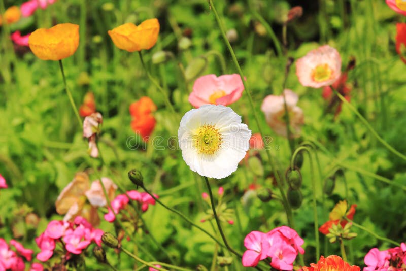 Corn-Poppy Flower stock vector. Illustration of corn, vector - 2624649