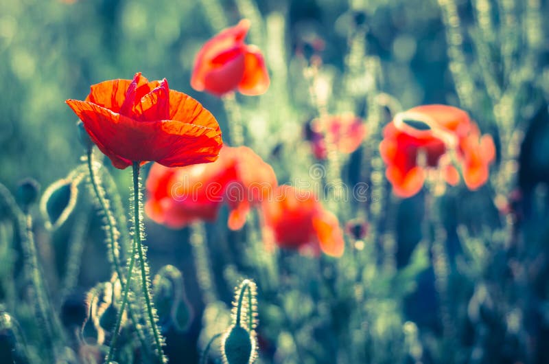 Corn-Poppy Flower stock vector. Illustration of corn, vector - 2624649