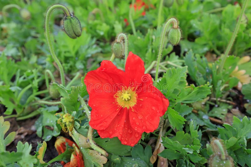 Corn poppy in a garden stock image. Image of garden - 371080807
