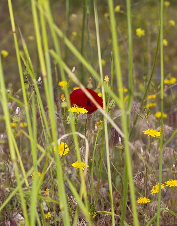 Corn Poppy stock photo. Image of flos, flower, corn, matricaria - 40019208