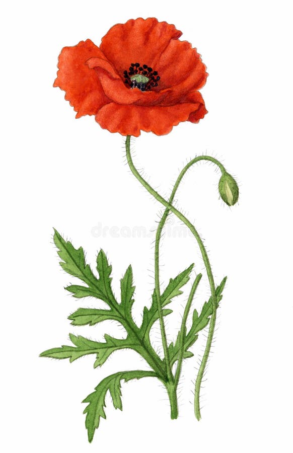 Corn Poppy Illustration (Papaver Rhoeas) Stock Illustration ...