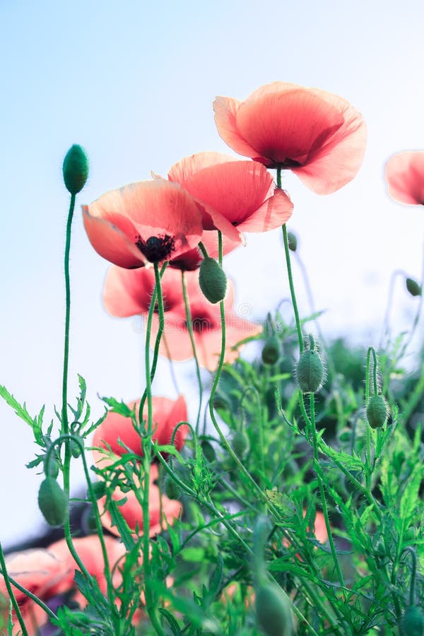 Corn poppy stock photo. Image of blue, pink, poppy, corn - 41990184