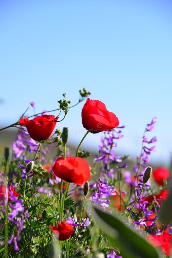 Corn Popy in Kordestan ,iran Stock Photo - Image of iranr, popy: 361328536
