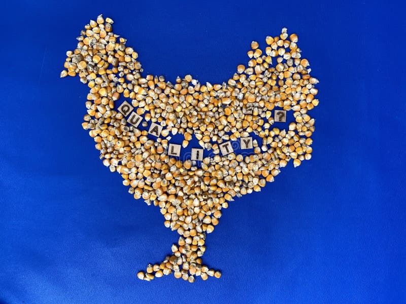 Mycotoxins on Corn, Aflatoxins, Animal Feed, Poultry Industry Stock ...