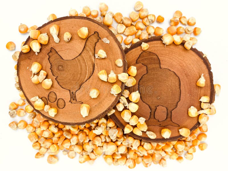 Corn for Poultry and Animal Farm Feed, Quality and Energy Source Stock ...