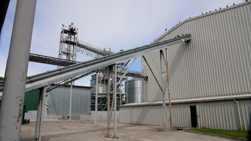 Corn Processing Factory. Automated Conveyor Belt Delivers Raw Materials ...