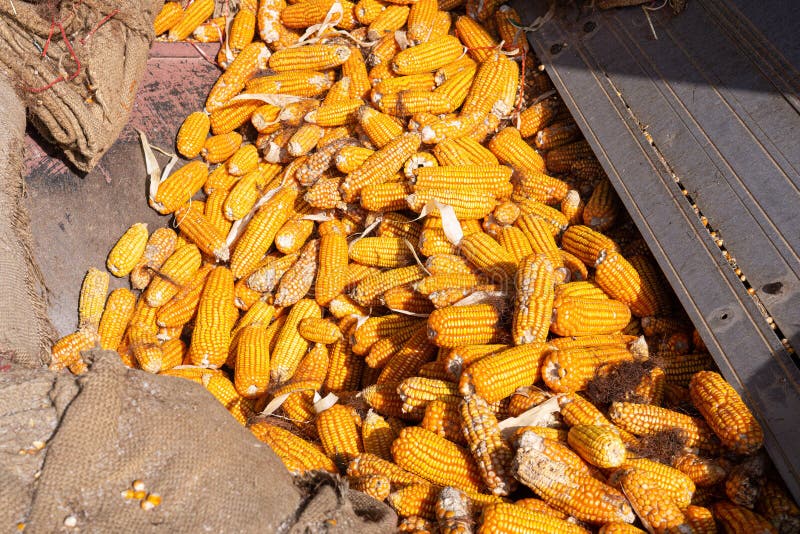Corn processing stock photo. Image of factory, processing - 34588436