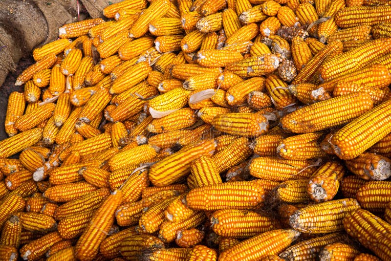 Corn processing stock photo. Image of factory, processing - 34588436