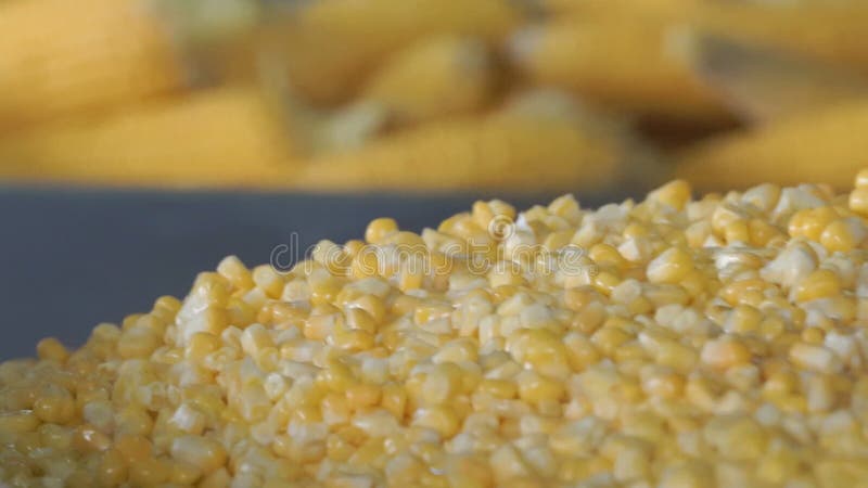 Corn processing factory stock footage. Video of production - 287624984