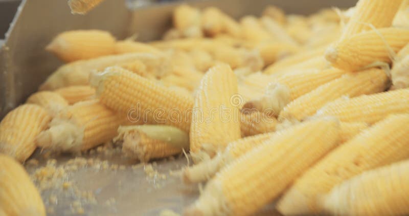 Corn processing factory stock footage. Video of production - 287624984