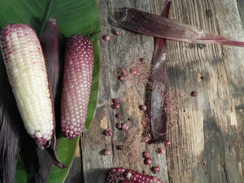 Corn purple stock photo. Image of delicious, diseases - 97772566