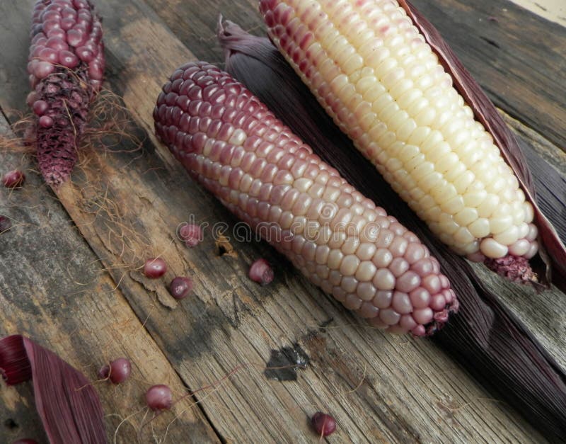 Corn purple stock image. Image of purple, corn, diseases - 97772753