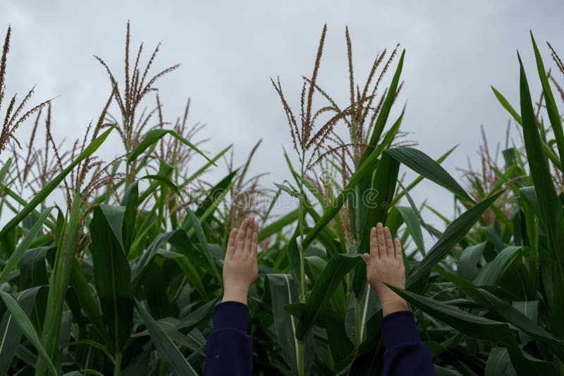 Corn in the Rainy Season with Little Sunlight, Affects the Growth of ...