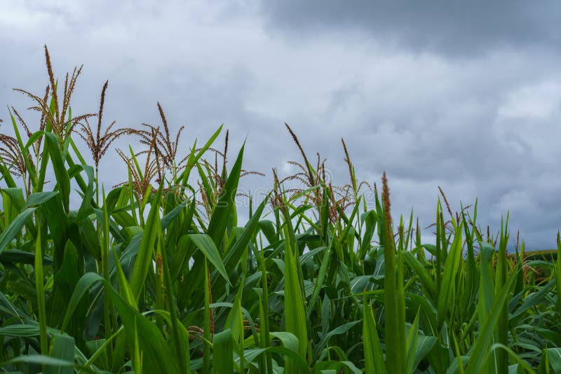 Corn in the Rainy Season with Little Sunlight, Affects the Growth of ...