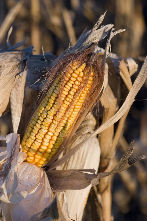 Surplus Corn elevator stock image. Image of surplus, crop - 1457153