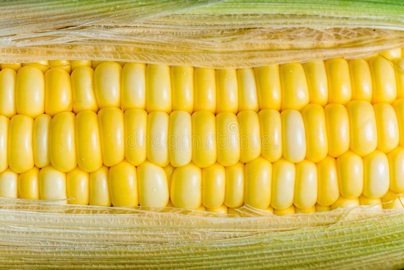 Corn Ready for Testing in Laboratory Stock Photo - Image of display ...