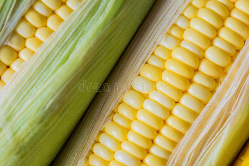 Corn Ready for Testing in Laboratory Stock Image - Image of concept ...