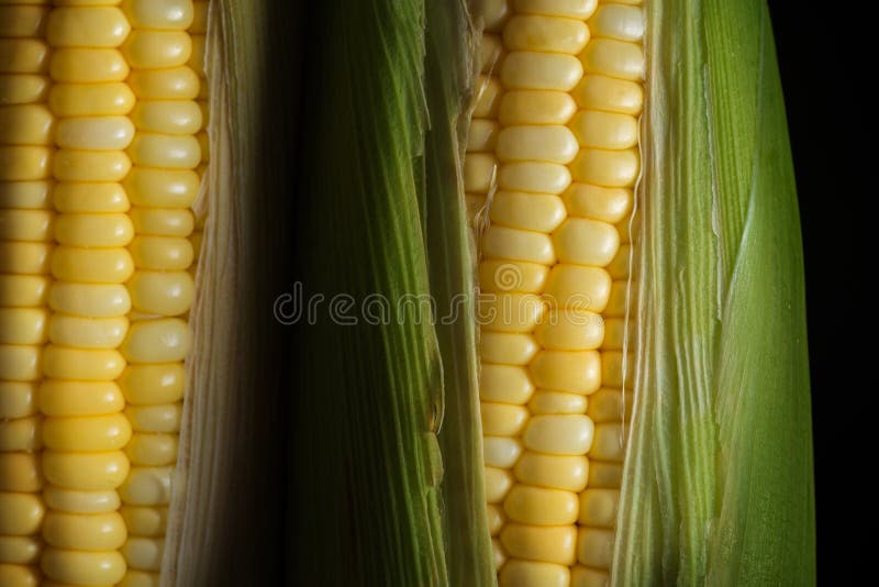 Corn Ready for Testing in Laboratory Stock Photo - Image of farmers ...