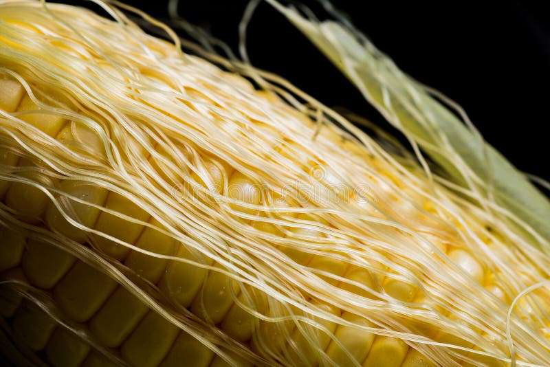 Corn Ready for Testing in Laboratory Stock Photo - Image of ready ...