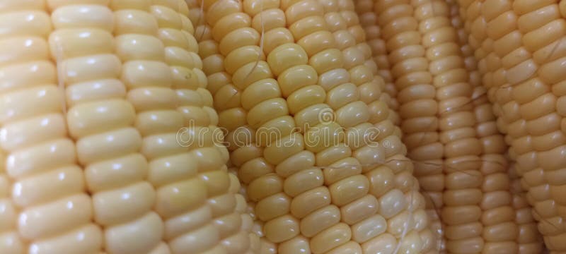 Corn is Ready To Be Cooked or Processed into Other Types of Food? Stock ...