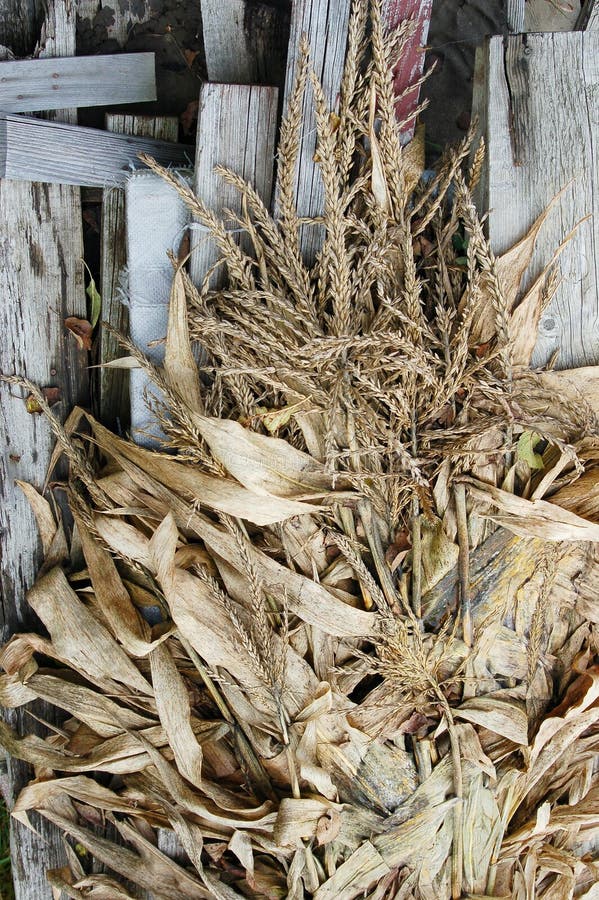Residue of corn stock image. Image of wallpaper, textures - 168710467