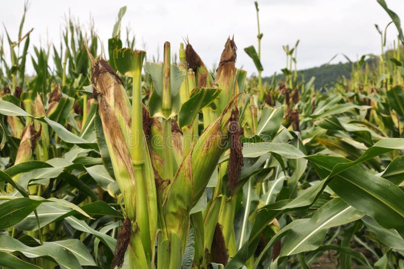 Corn after Removing Panicles on the Maternal Line Stock Image - Image ...