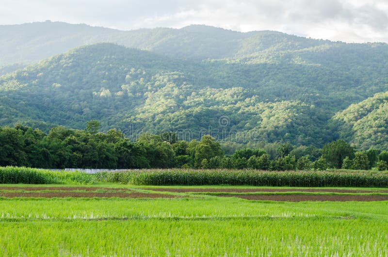Corn and rice field stock photo. Image of flower, tree - 58430426