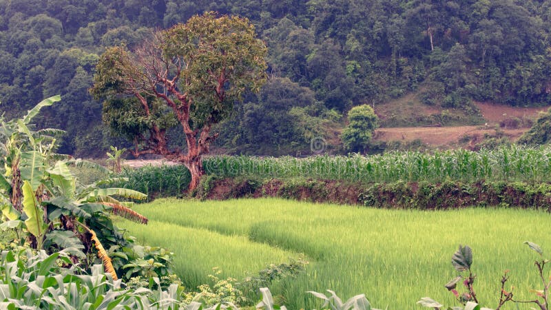 Crops Of Corn And Rice Paddy Fields. Stock Photo - Image of crops ...