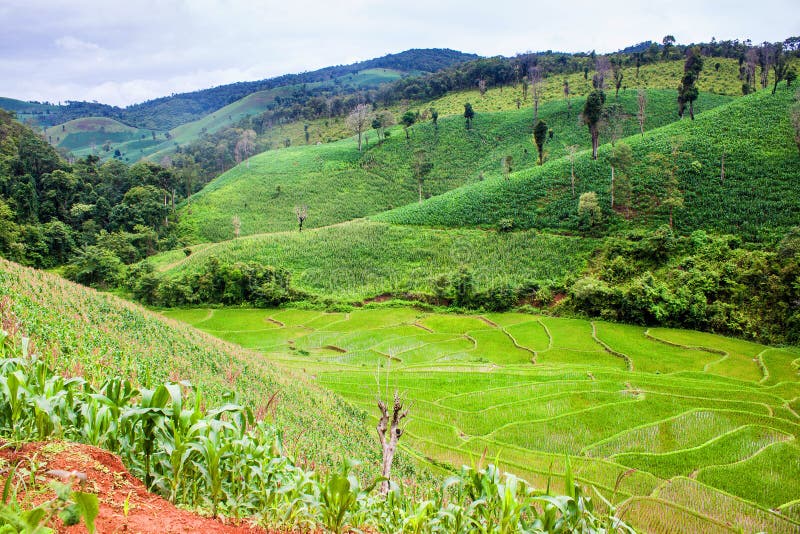 Corn and rice fields stock photo. Image of maiz, harvest - 38617112