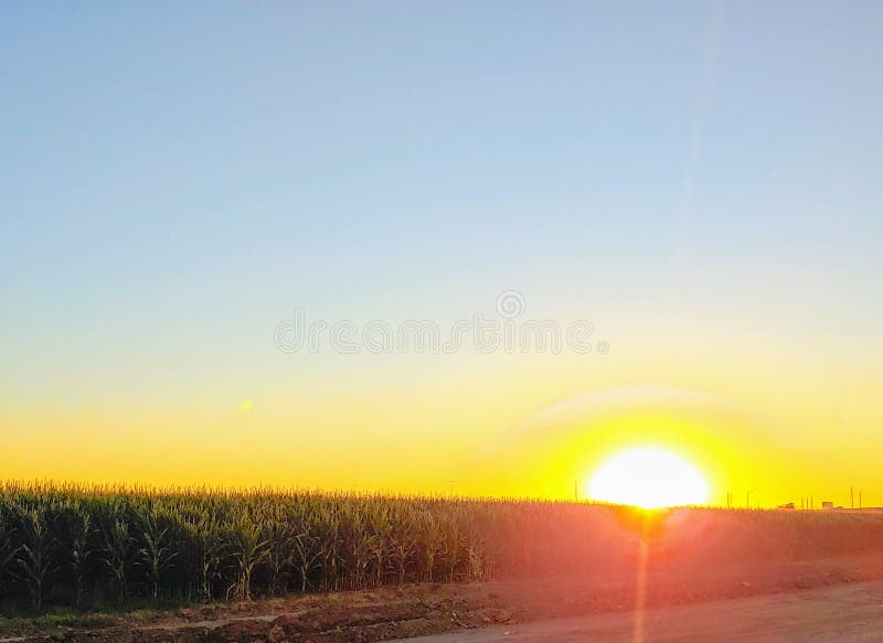 Corn rising stock photo. Image of food, arizona, corn - 157062404