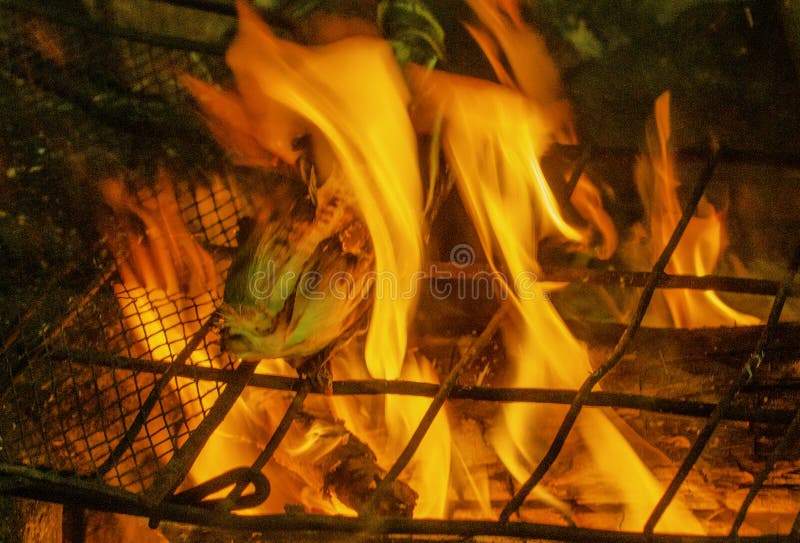 Corn Roasting on the Camp Fire Stock Image - Image of opeongo, campsite ...