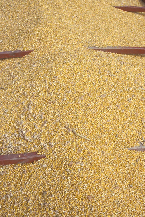 Corn and Rock on Eastern Shore, MD Stock Image - Image of farm, sift ...